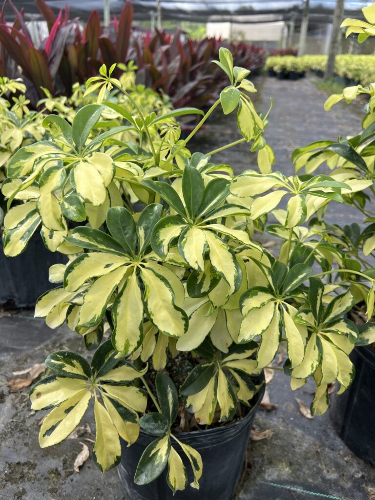 Arboricola Trinette – Colibri Nursery