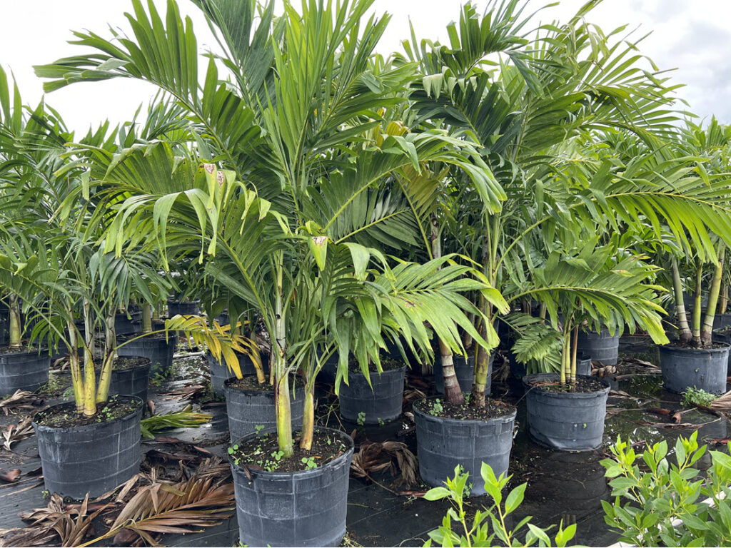 Christmas Triple Palm 25gal – Colibri Nursery