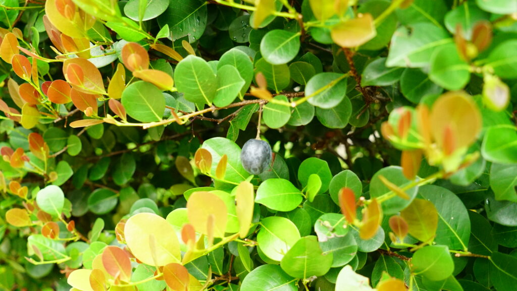 Cocoplum – Colibri Nursery