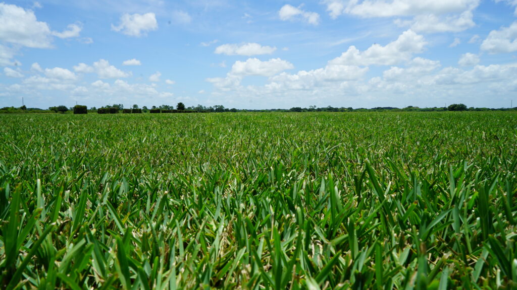 Floratam – Colibri Nursery