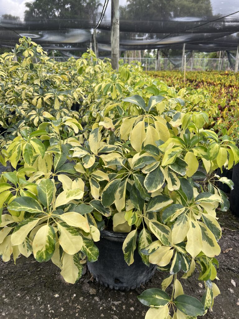 Arboricola Dazzle – Colibri Nursery