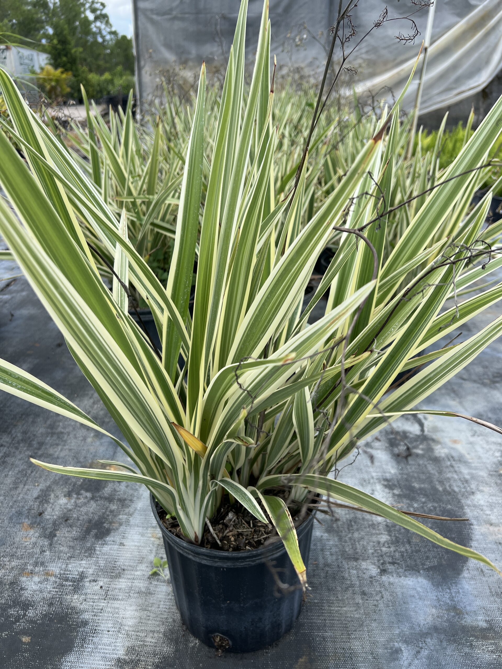 Flax Lily – Colibri Nursery