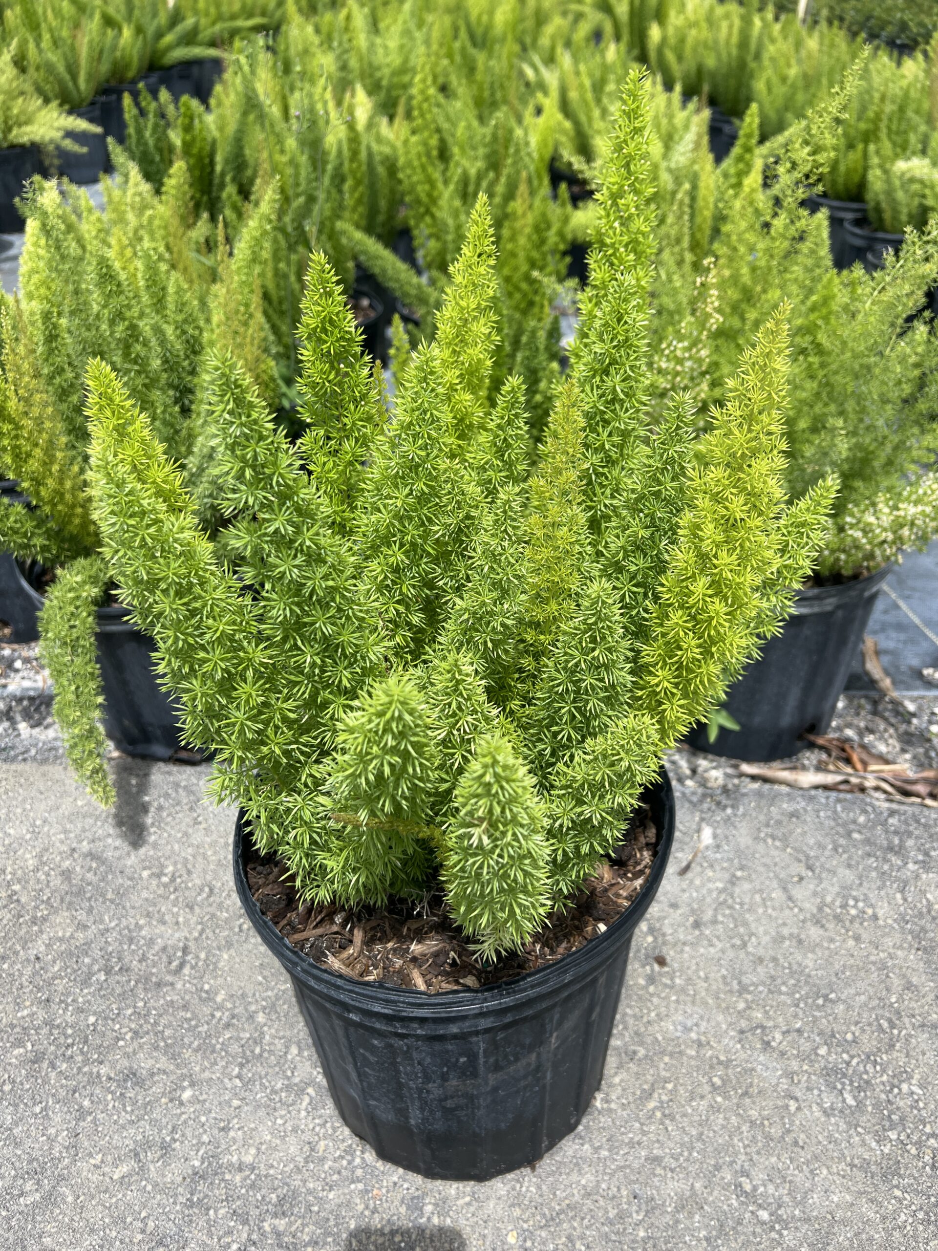 Foxtail Fern – Colibri Nursery