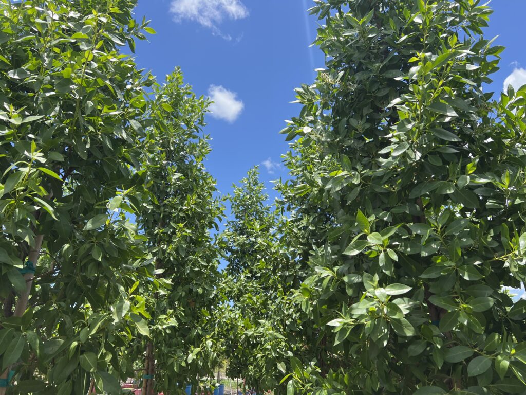 Green Button Wood Tree – Colibri Nursery