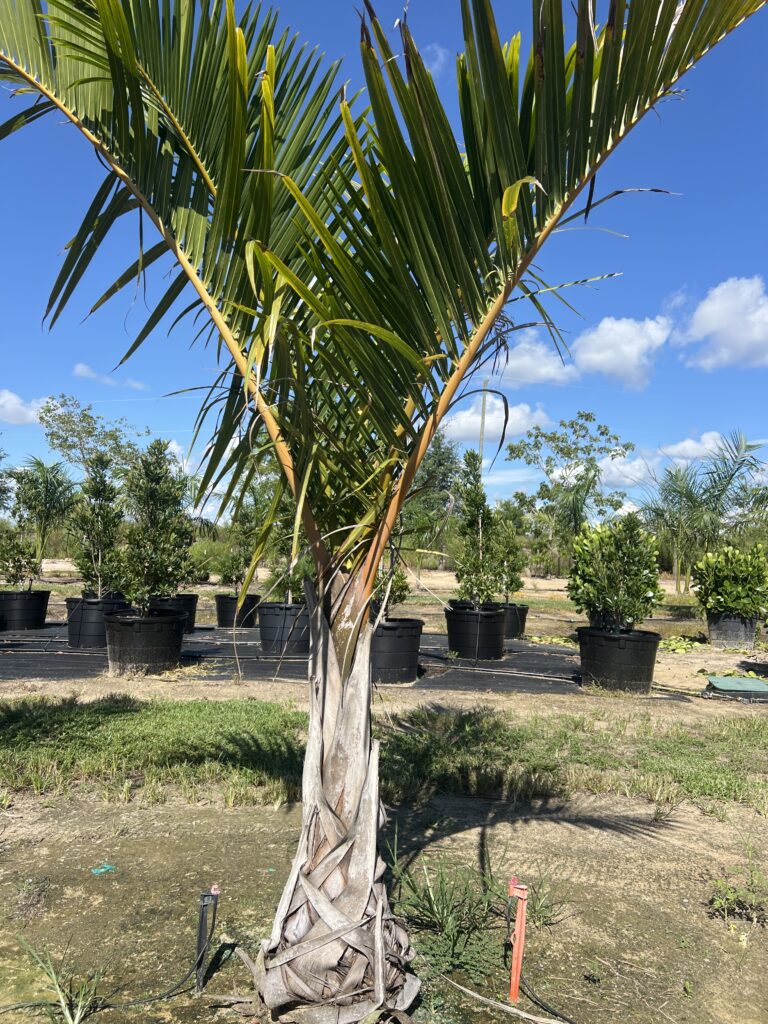 Spindle Palm – Colibri Nursery