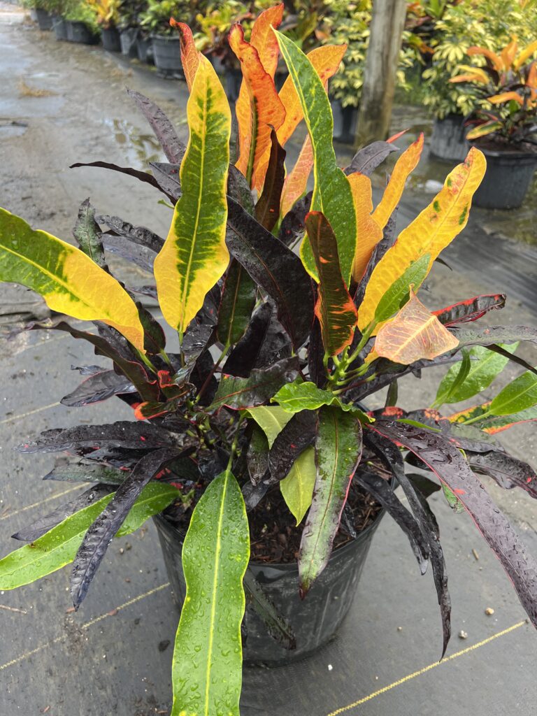Croton Mango – Colibri Nursery