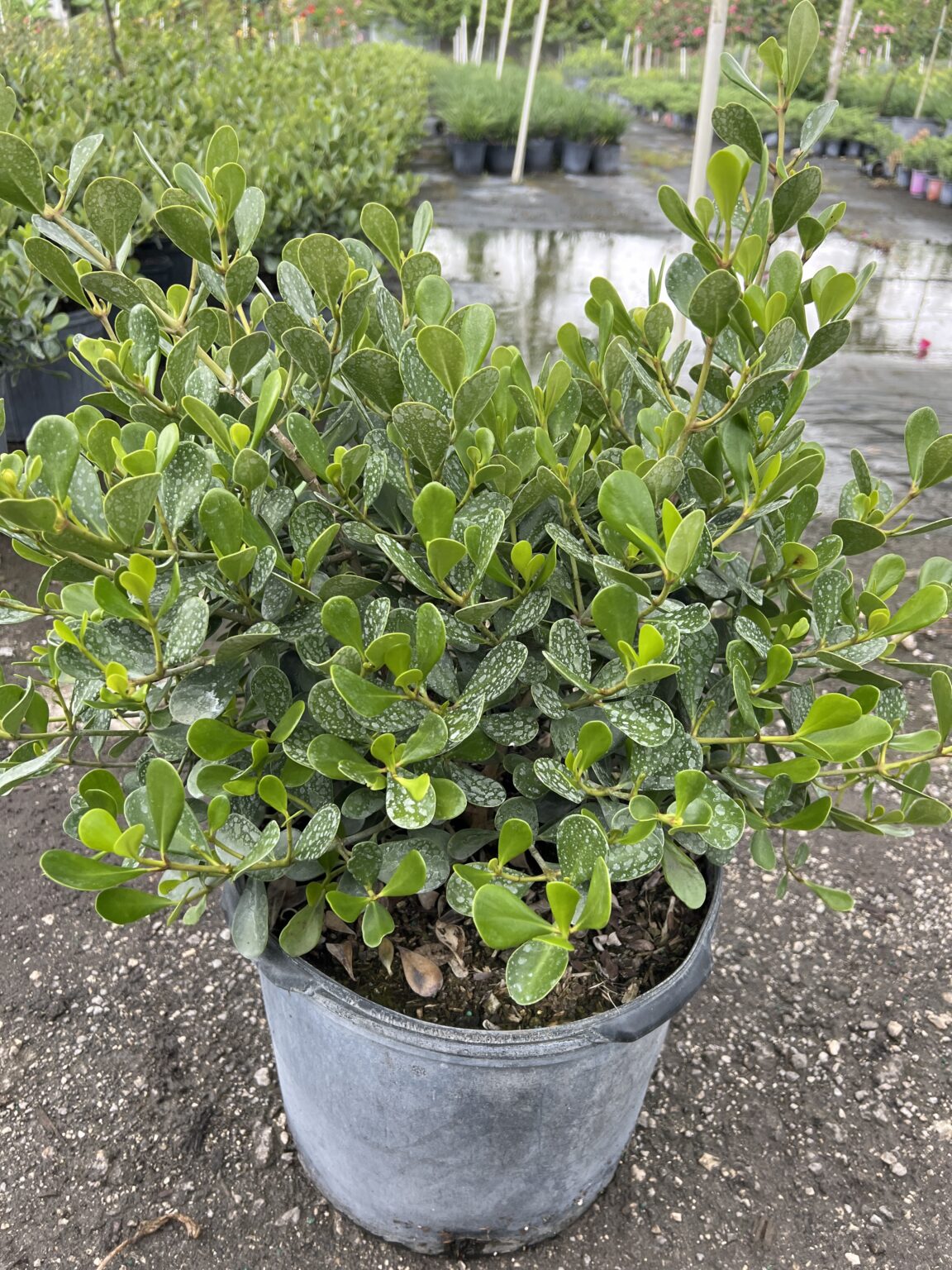 Dwarf Cluisa – Colibri Nursery