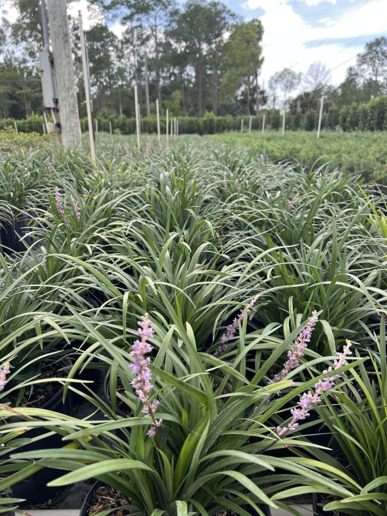 Liriope – Colibri Nursery