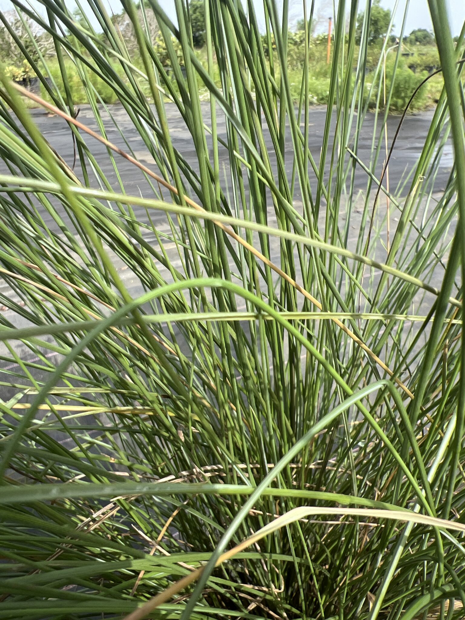 Muhly Grass – Colibri Nursery
