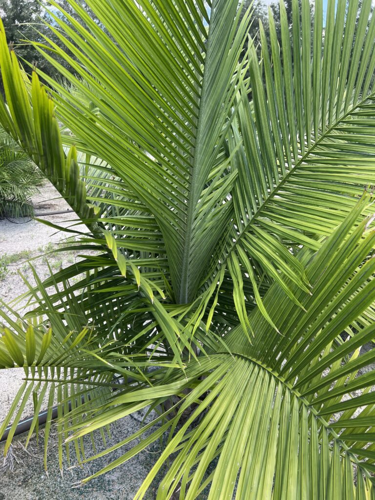 Majestic Palm – Colibri Nursery