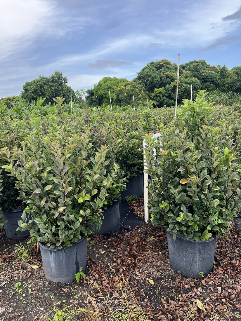 Viburnum Suspensum – Colibri Nursery