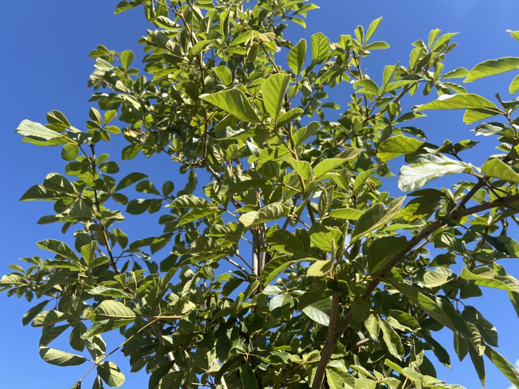 Golden Tabebuia – Colibri Nursery